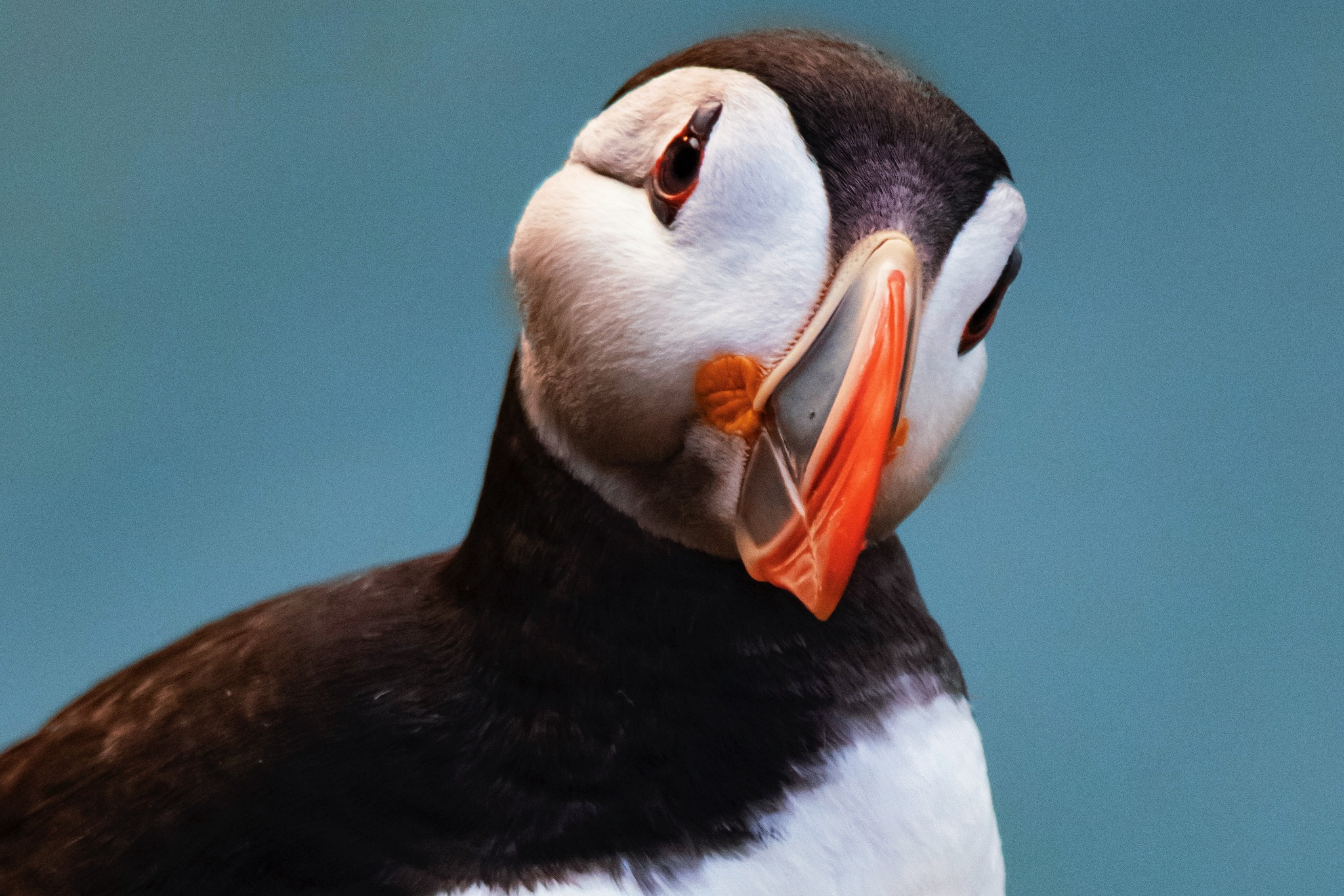 Living: Puffins at Bempton Cliffs - Spirit Of Yorkshire