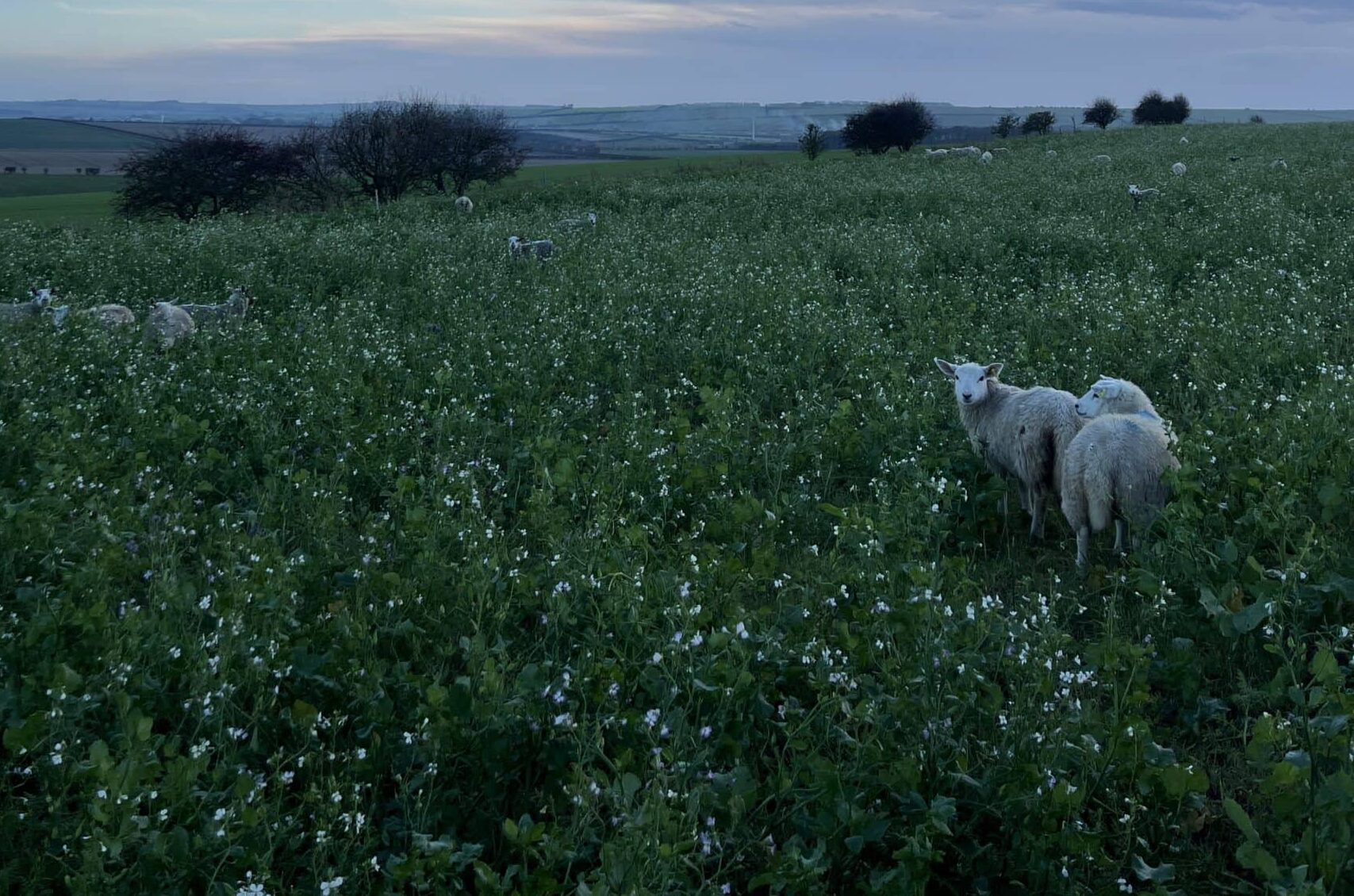 Regen-Principle-5 - Spirit Of Yorkshire